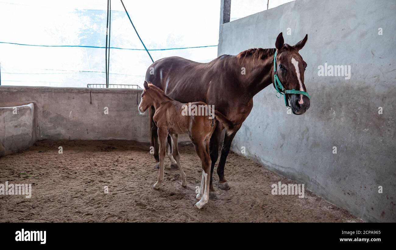 Veterinary examination horse hi-res stock photography and images - Alamy