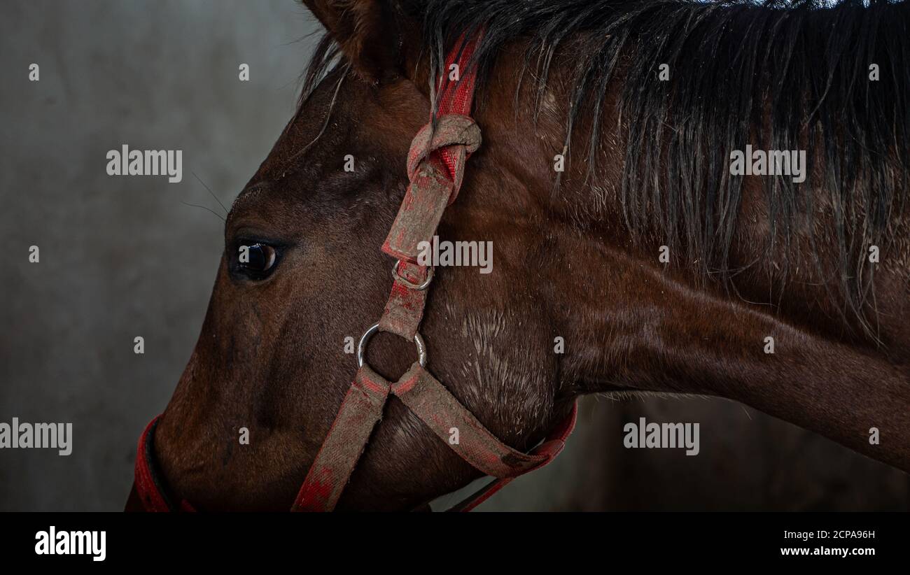 Horse sick from Africanhorse sickness virus in the farm Stock Photo - Alamy
