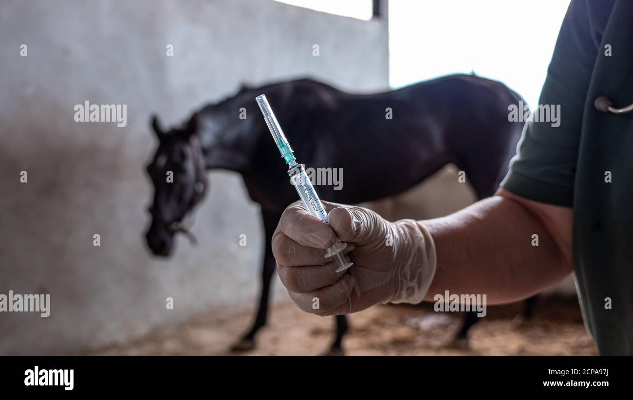 Veterinary examination horse hi-res stock photography and images - Alamy