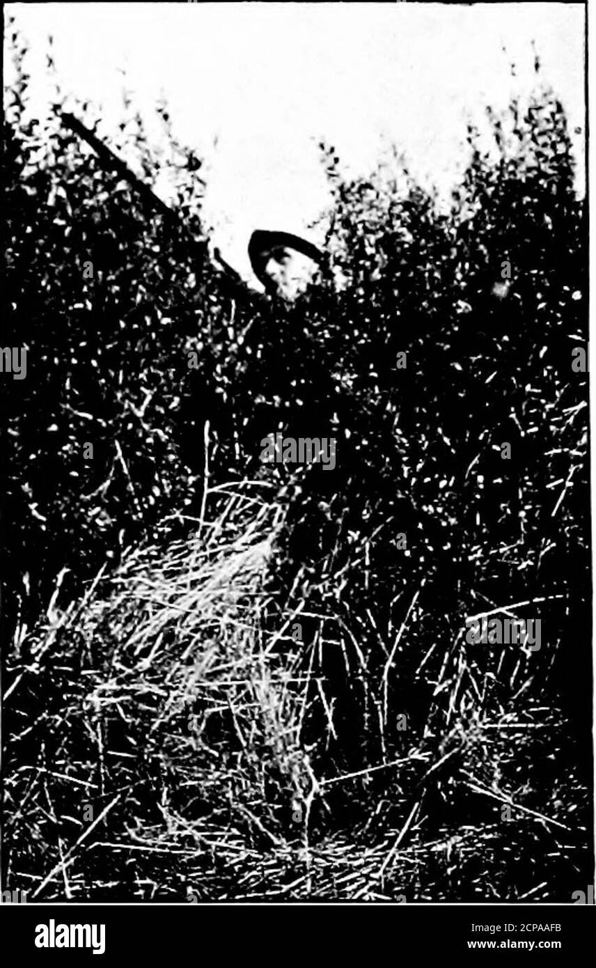 Ash hedge Black and White Stock Photos & Images - Alamy