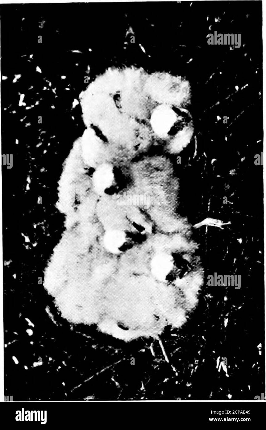 Killing vermin Black and White Stock Photos & Images - Alamy