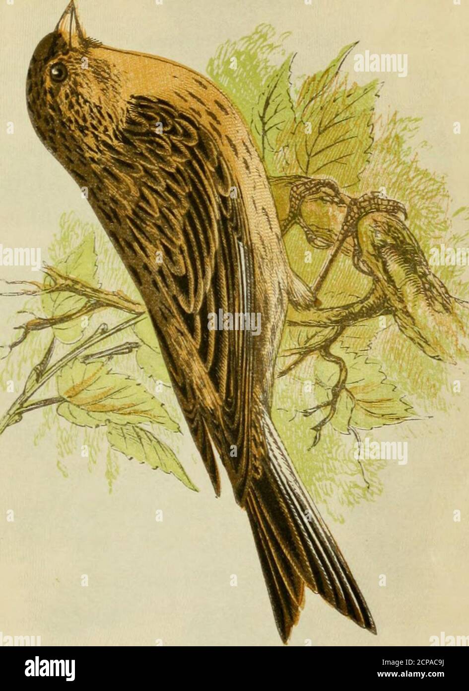 . Our native songsters . areprocured, and can rub themselves quickly ...