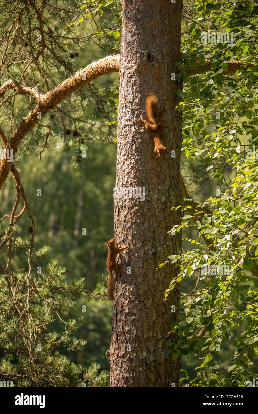Squirrell cubs playing on pine trunk, natural environment background ...