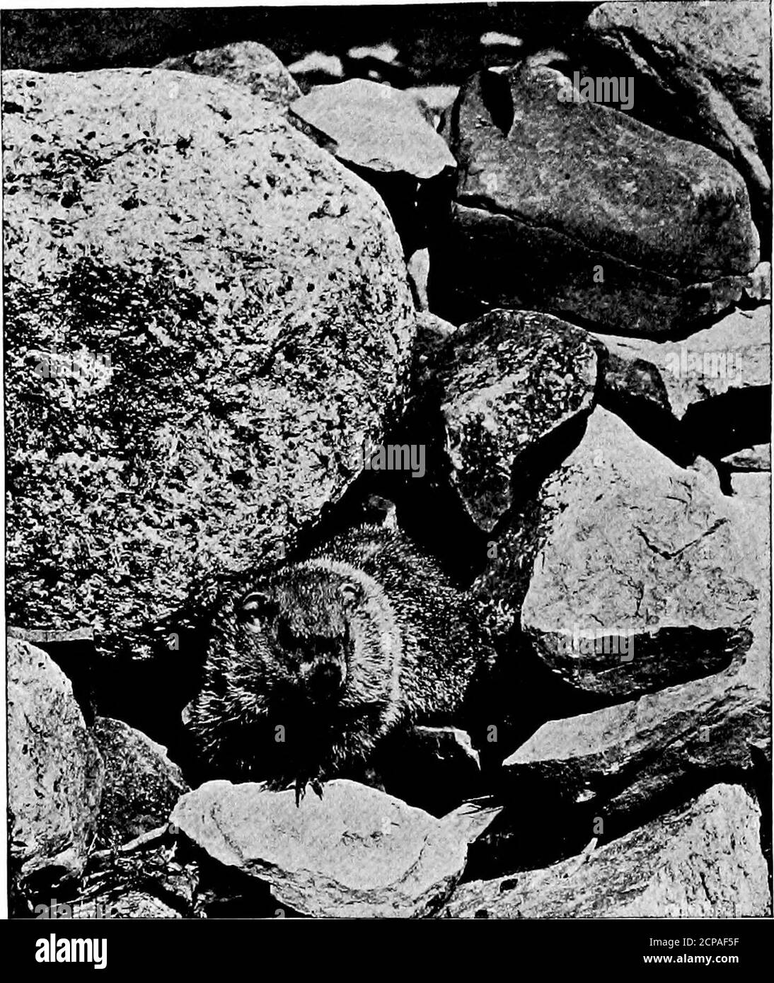 Lap body part Black and White Stock Photos & Images - Alamy