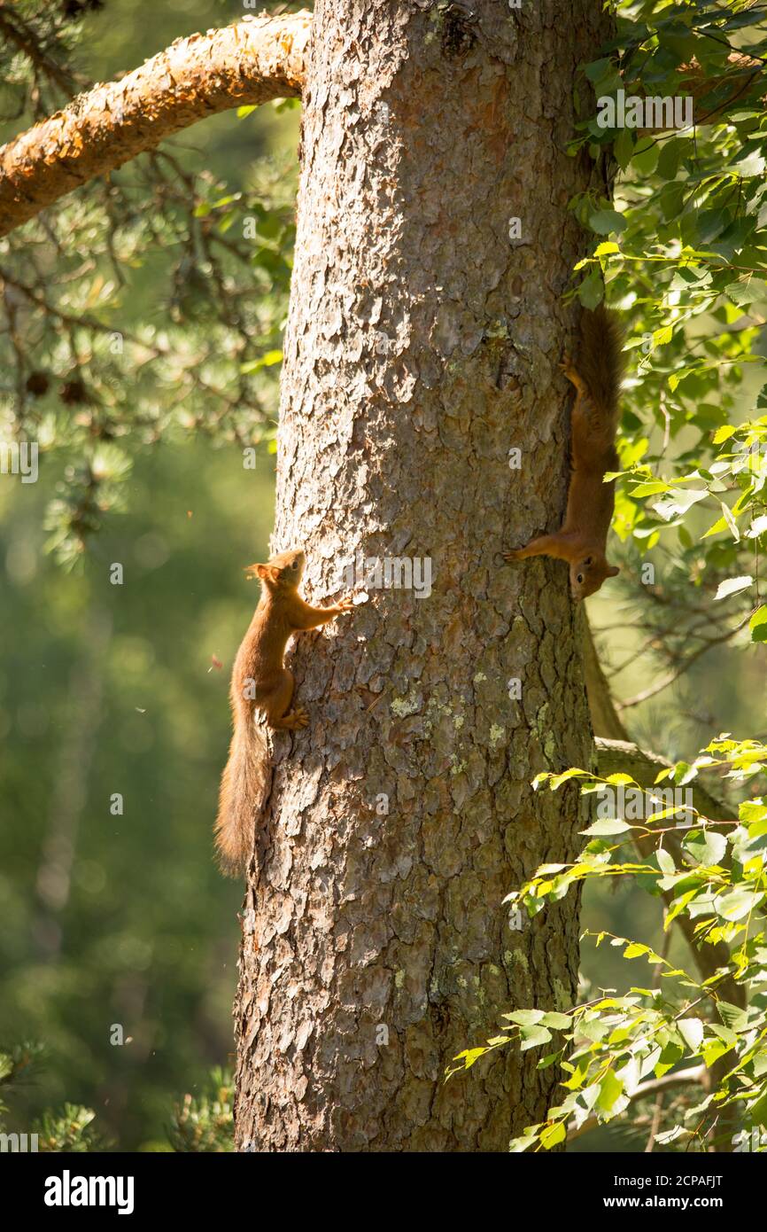 Squirrell cubs playing on pine trunk, green natural background Stock ...