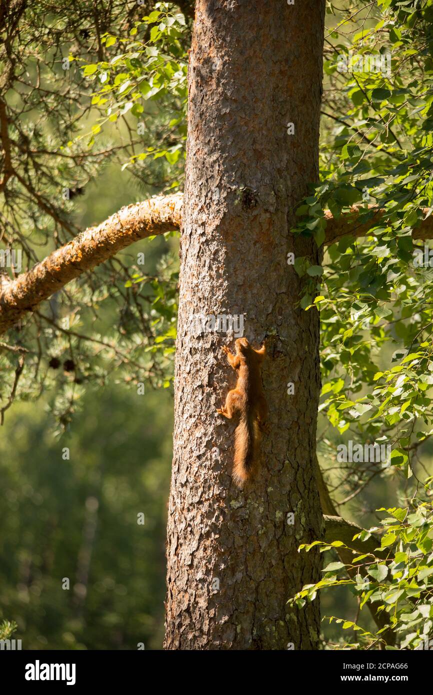 Squirrell cub on pine trunk, green natural background Stock Photo - Alamy