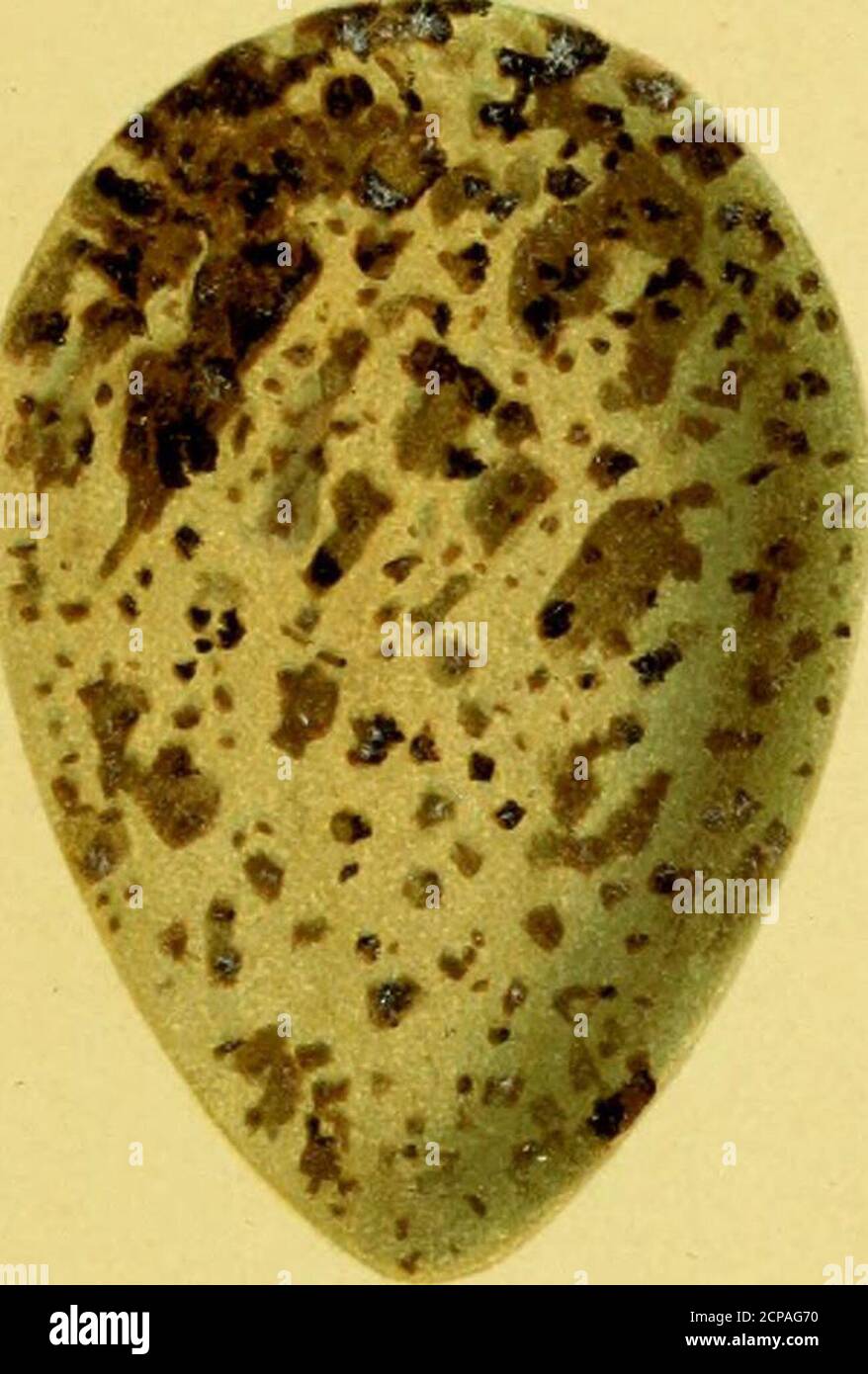 . The eggs of European birds Stock Photo - Alamy