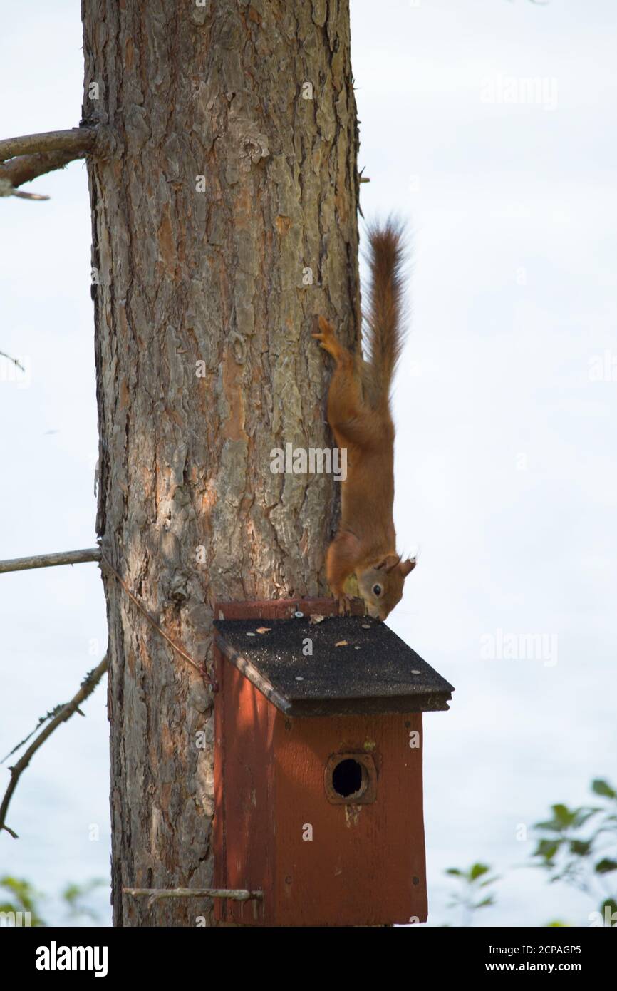 Squirrell cub on pine trunk, birdhouse, light background Stock Photo ...