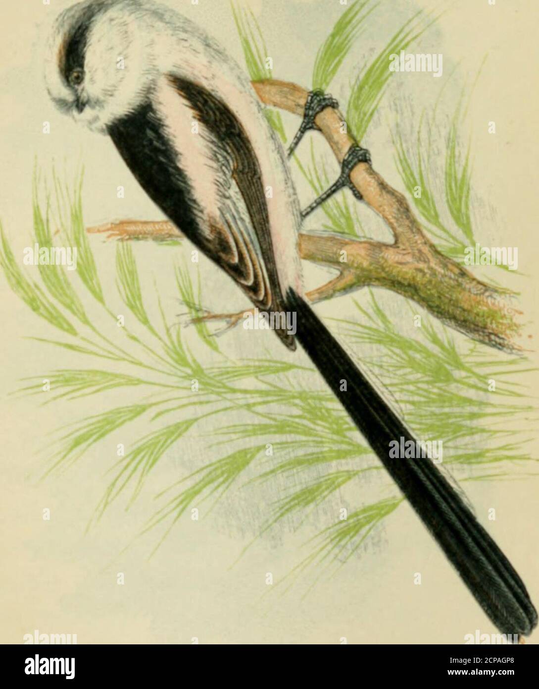 . Our native songsters . THE TITMOUSE. 215 caudatus) is not so sweet ...