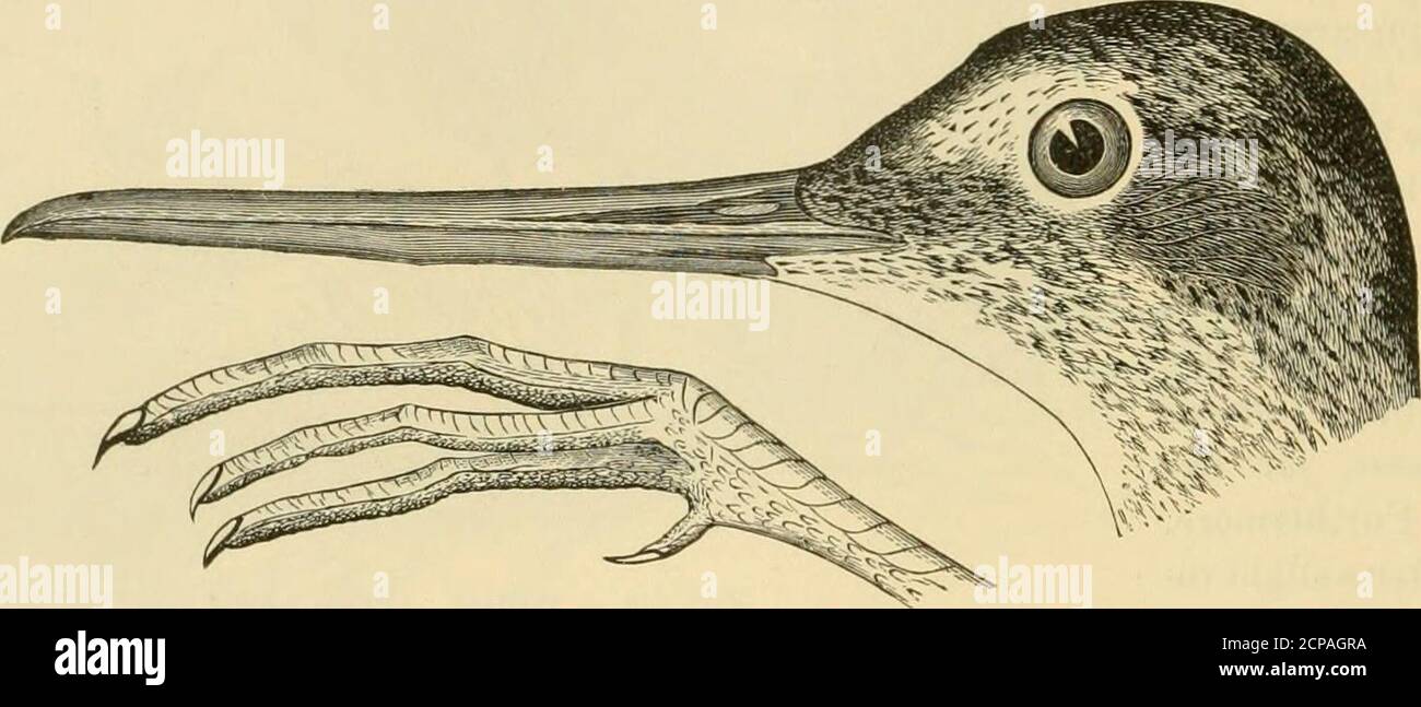 Lateral grooves hi-res stock photography and images - Alamy