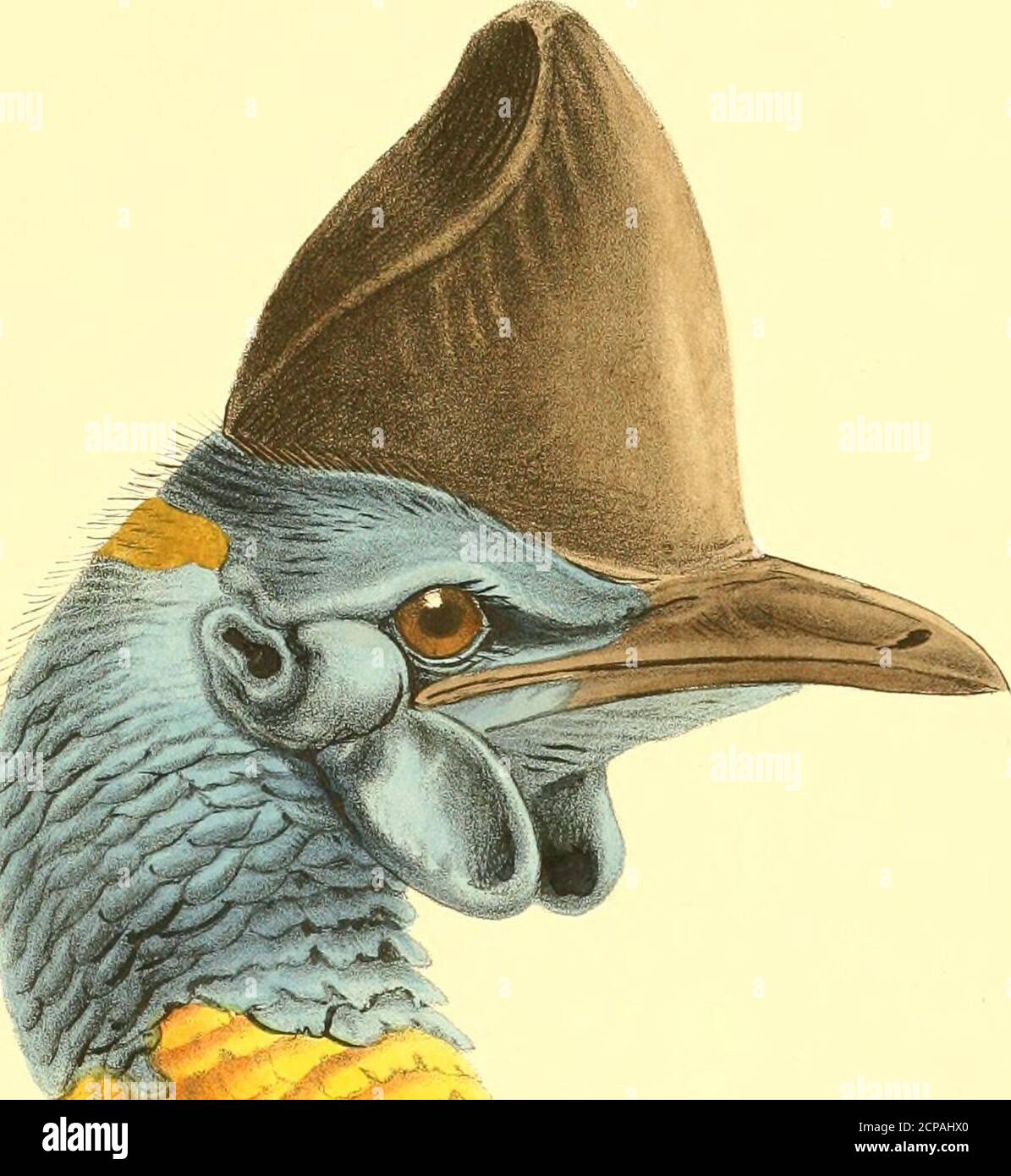 . A monograph of the genus Casuarius . Wr(.x:M..Ym Stock Photo - Alamy