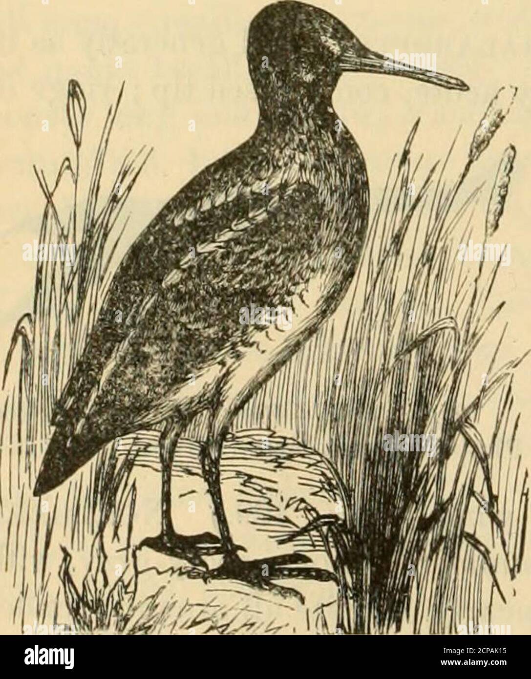 . Key to North American birds. Containing a concise account of every ...