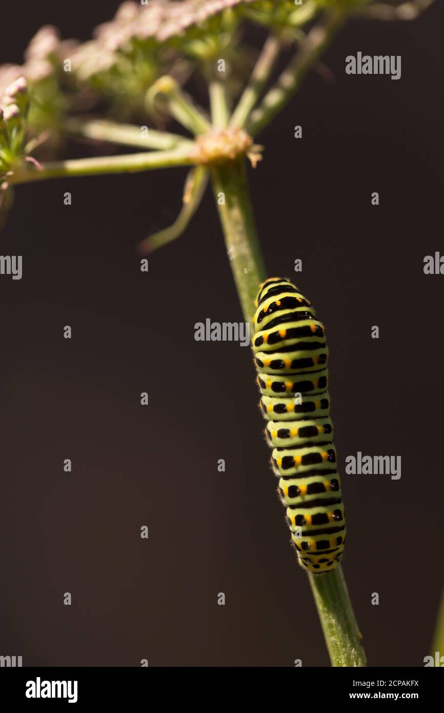 Dark stem hi-res stock photography and images - Alamy