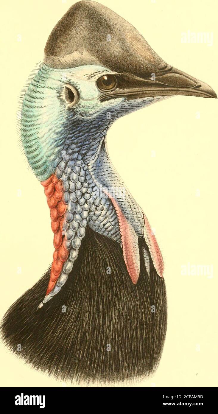 . A monograph of the genus Casuarius . JG .K.euie=rva-TLS del et litK ...