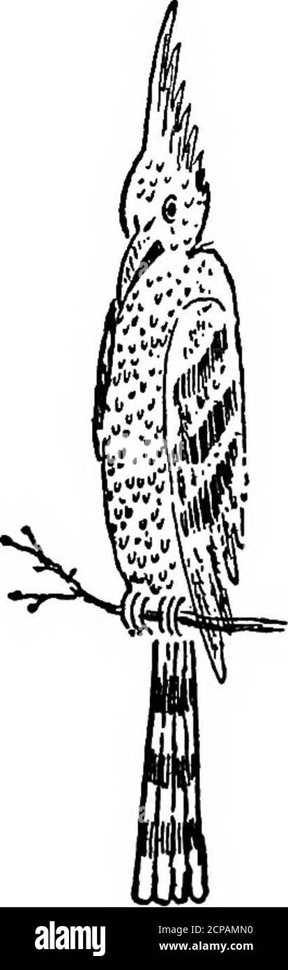 25 woodcuts Cut Out Stock Images & Pictures - Alamy