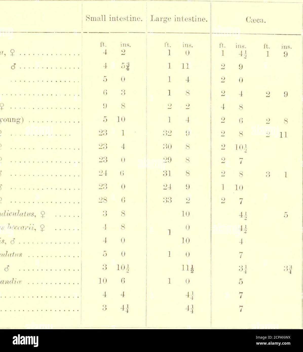 . A monograph of the genus Casuarius . nty turns.These caeca, he points ...