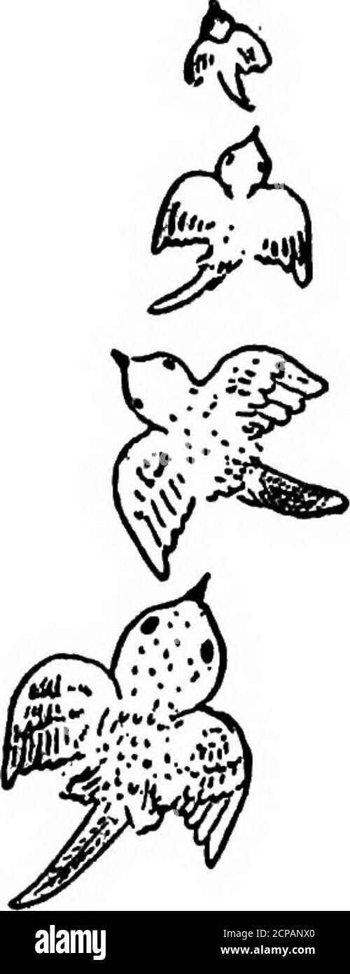 He birds Black and White Stock Photos & Images - Alamy