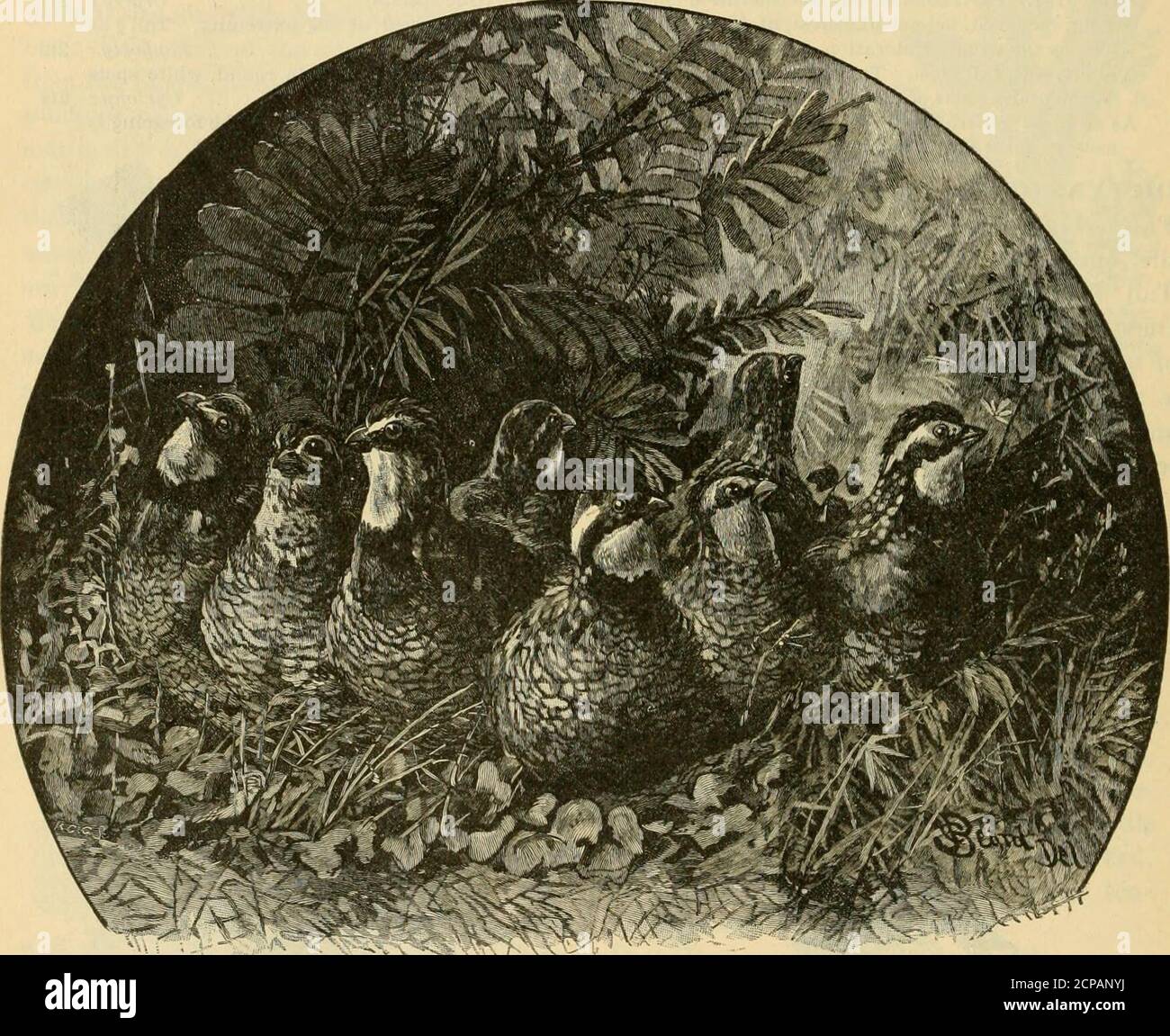 . Key to North American birds. Containing a concise account of every ...