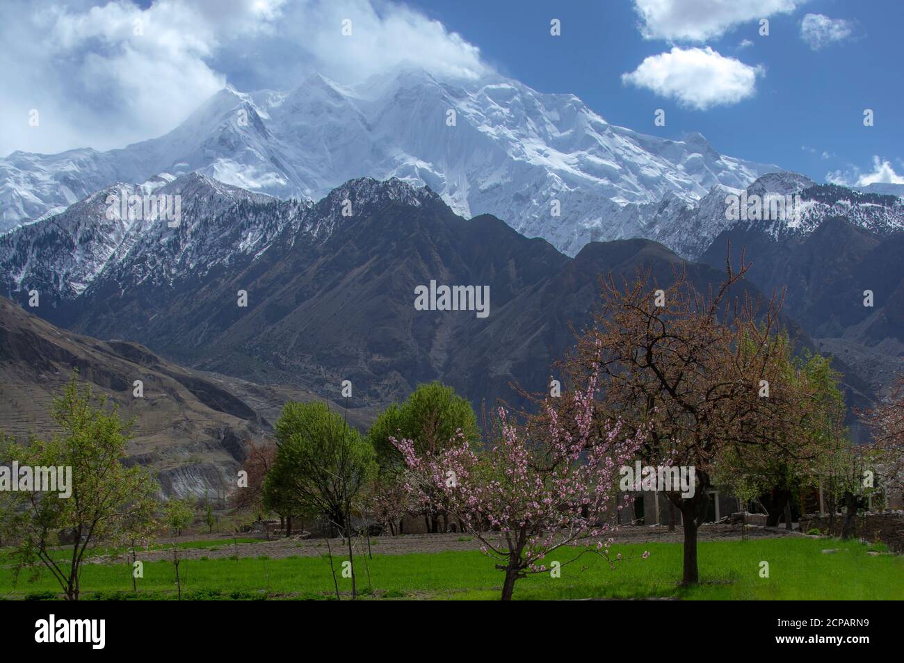 land scape photography od spring , cherry blossom and apricot blossom ...