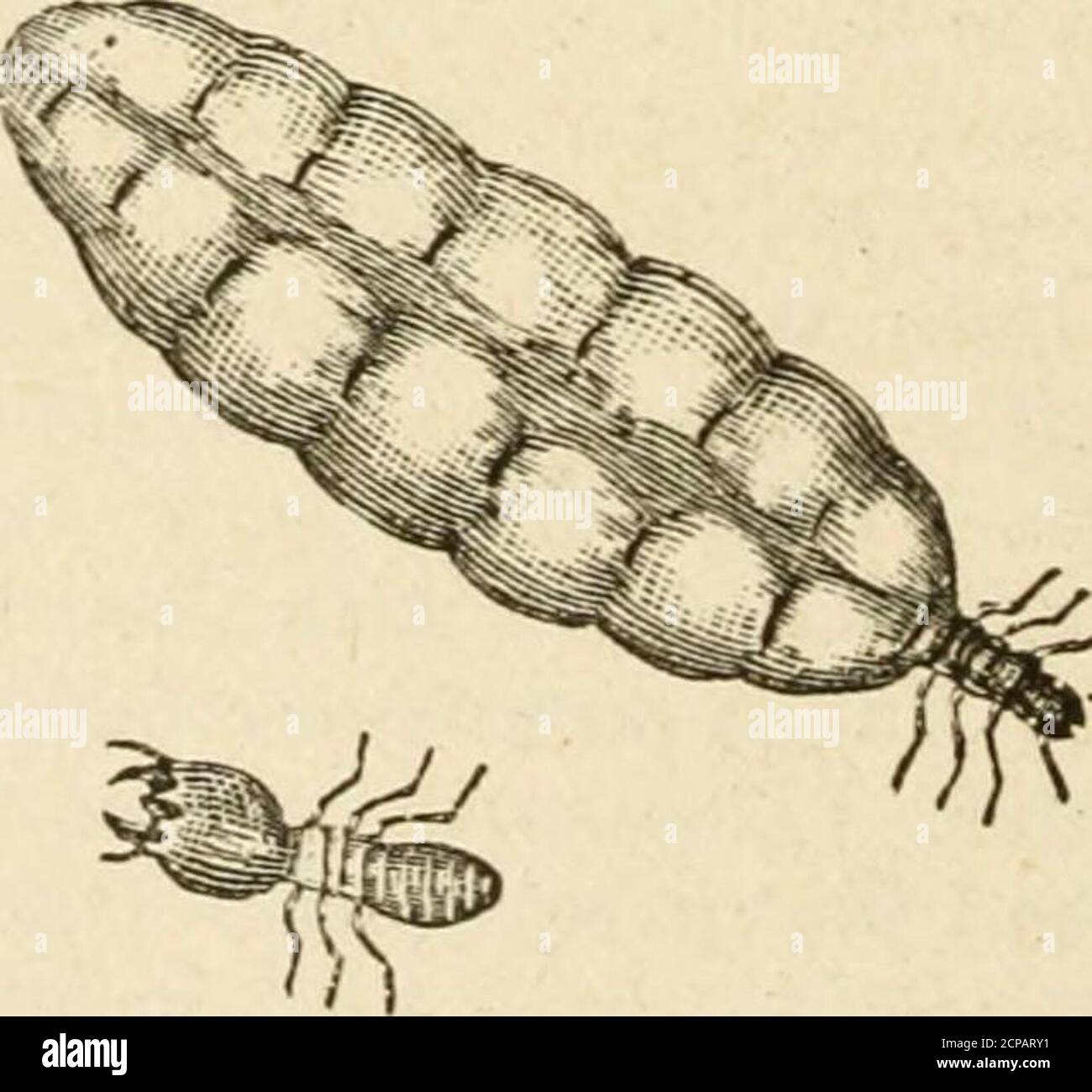 . The history of birds : their varieties and oddities, comprising ...