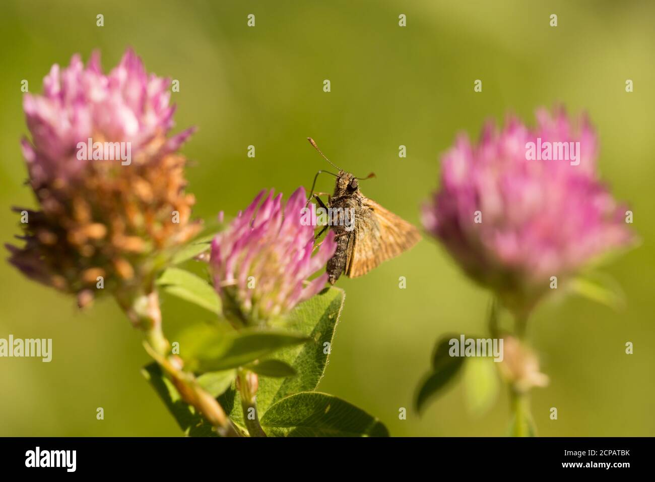 Natural clover hi-res stock photography and images - Alamy
