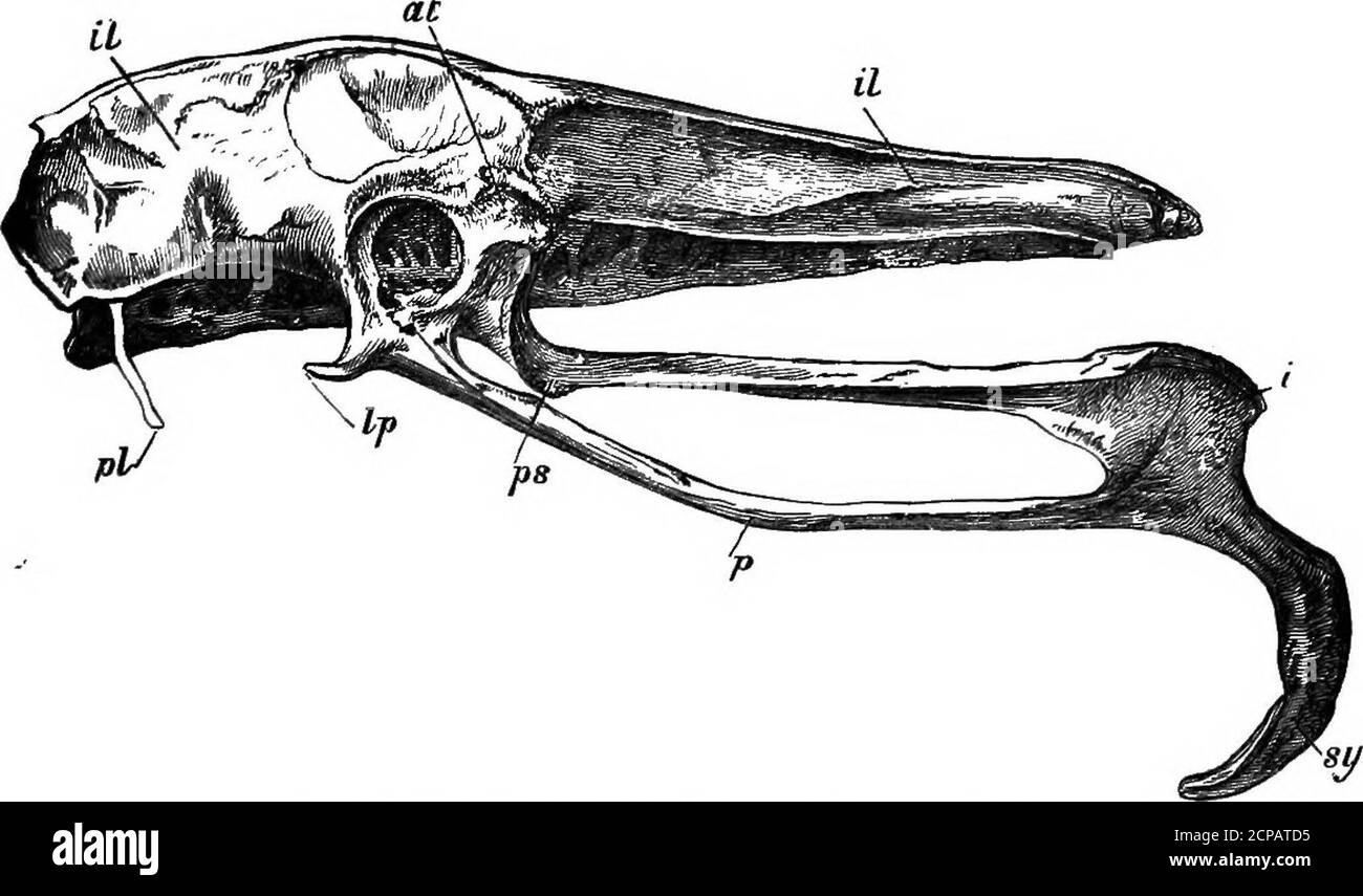 . The structure and classification of birds . Fig. 249.—Steenum of ...