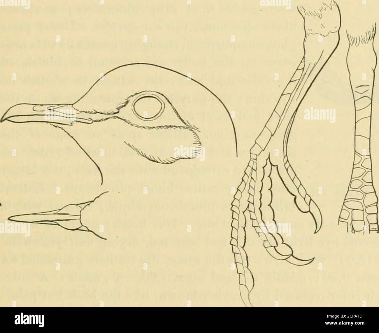 . Key to North American birds. Containing a concise account of every ...