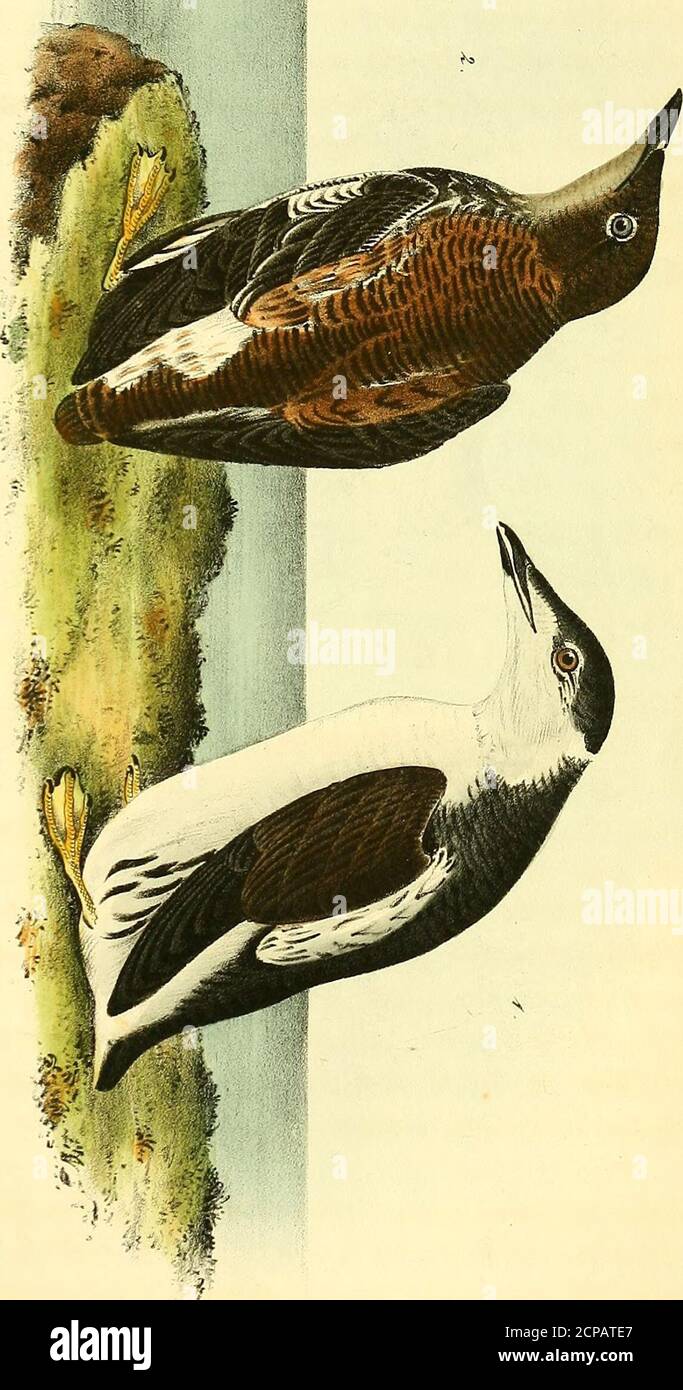 . The birds of America : from drawings made in the United States and ...