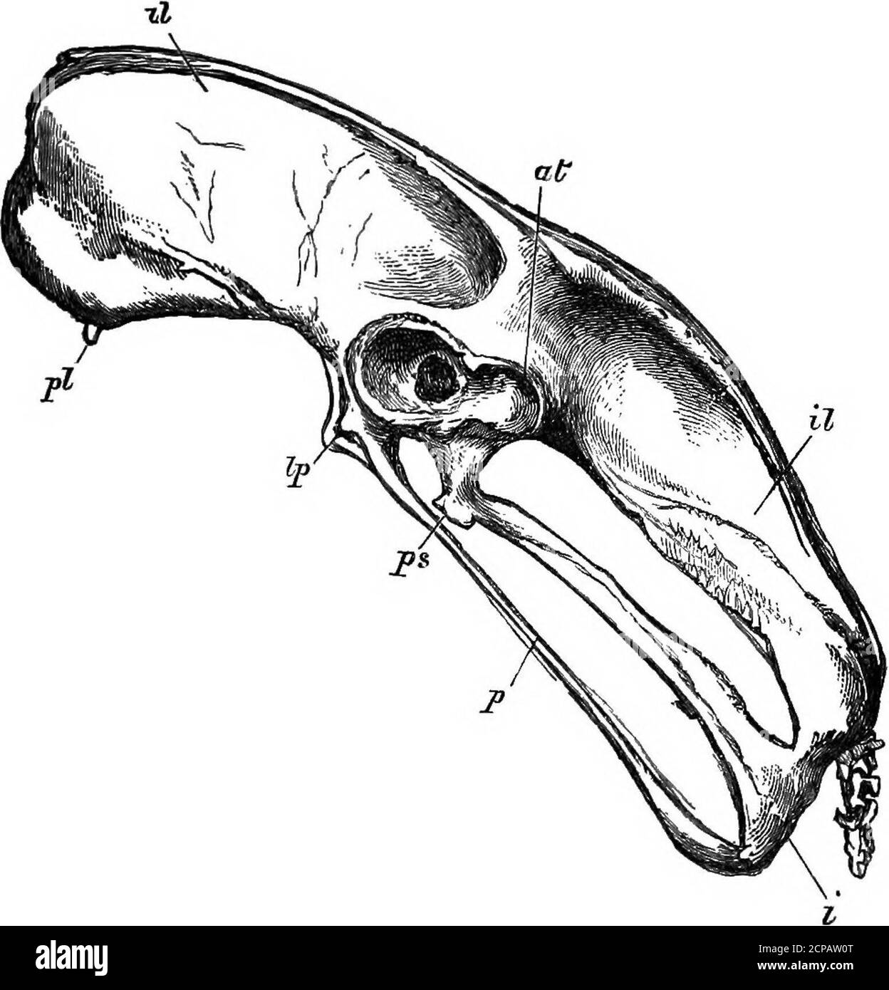 1855 classification Black and White Stock Photos & Images - Alamy