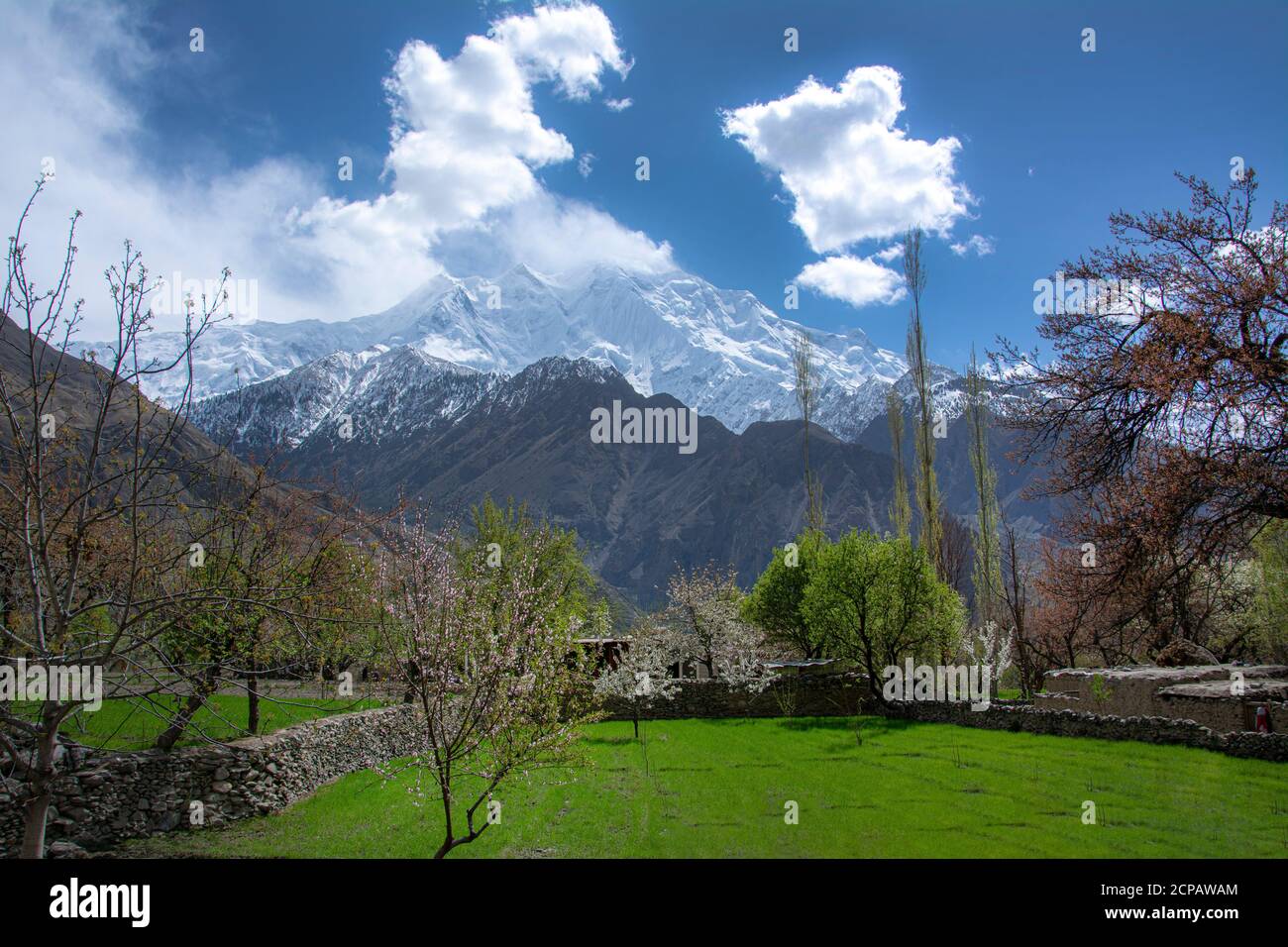 land scape photography od spring , cherry blossom and apricot blossom ...