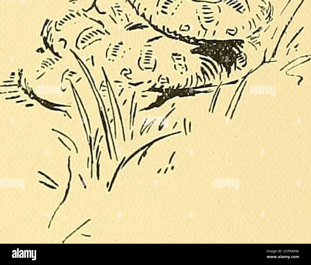 Big five drawings hi-res stock photography and images - Alamy