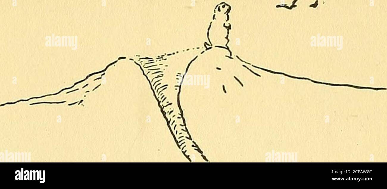 Big five drawings hi-res stock photography and images - Alamy