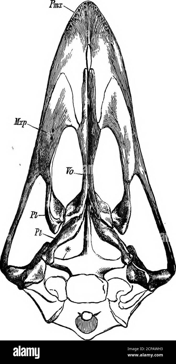. The structure and classification of birds . Fig. 243.—Pelvis or Bhea ...