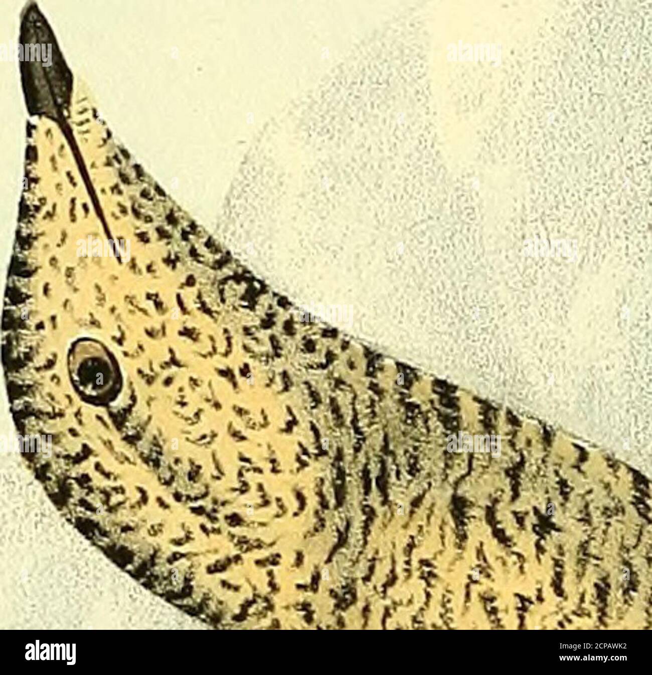 Elongated lateral angle hi-res stock photography and images - Alamy