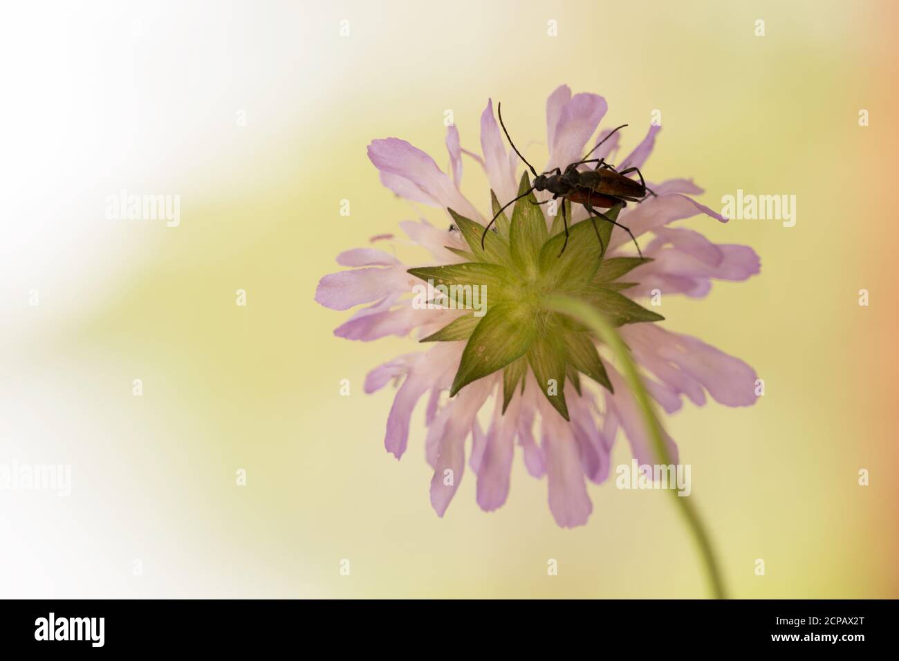 Insects and tentacles hi-res stock photography and images - Alamy