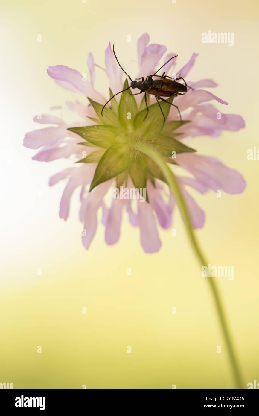 Tentacles flower hi-res stock photography and images - Alamy