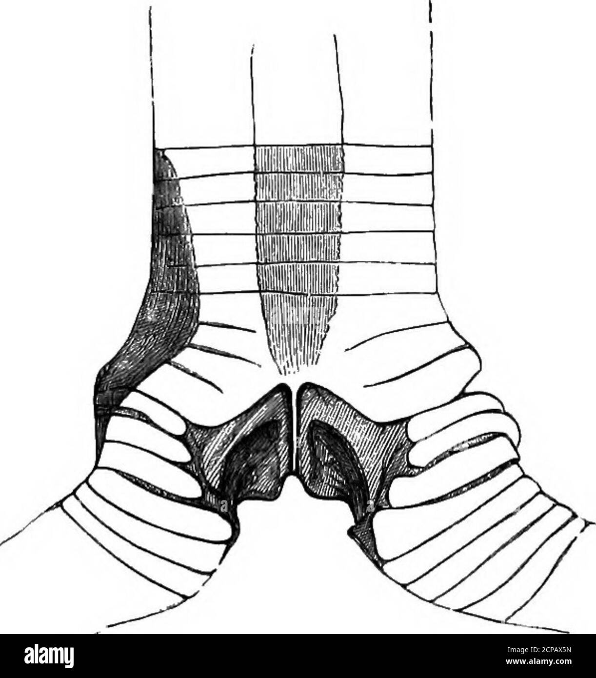 Bird s view view view Cut Out Stock Images & Pictures - Alamy