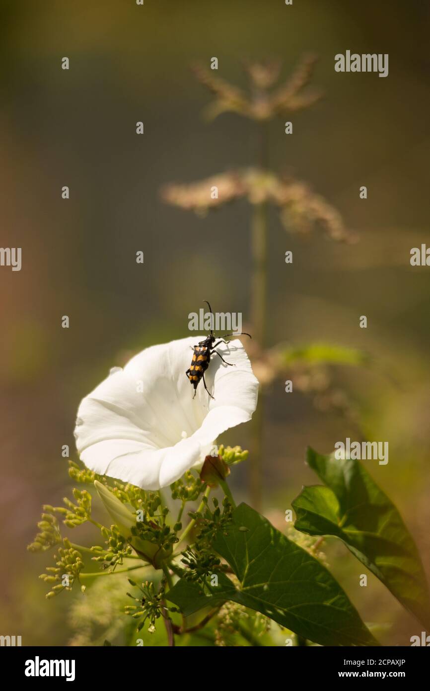 Insect on a white petal, closeup, nature background Stock Photo - Alamy