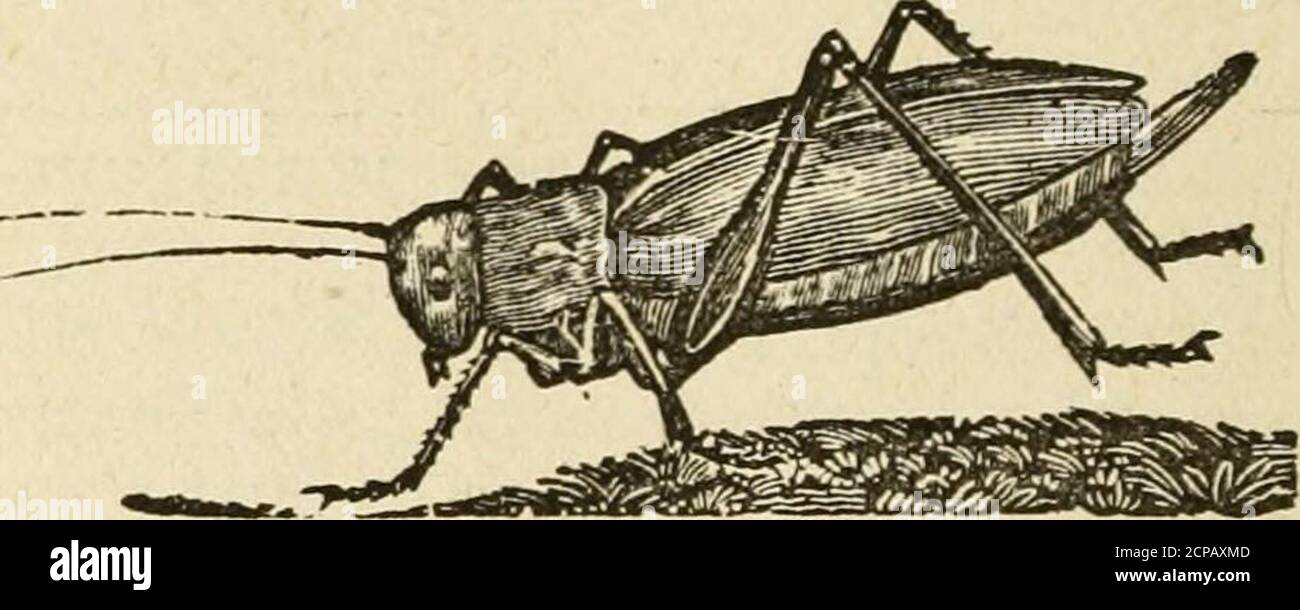 South american locust hi-res stock photography and images - Alamy