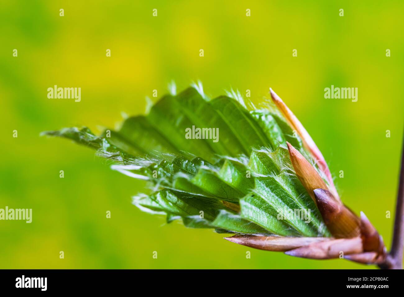 Begin leaves hi-res stock photography and images - Alamy