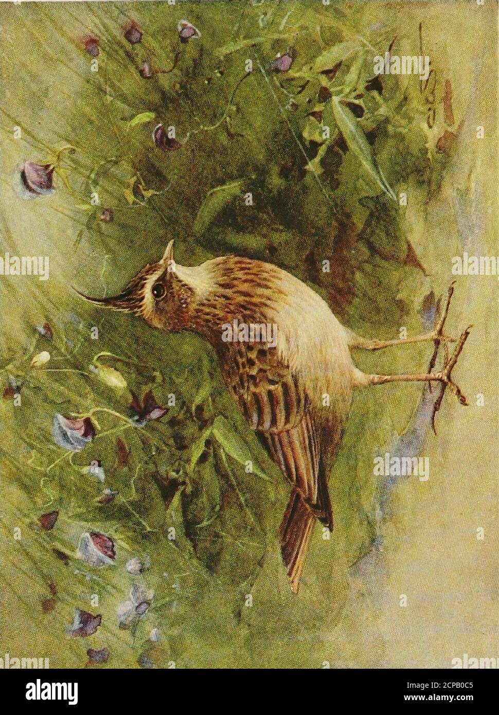 . Egyptian birds for the most part seen in the Nile valley . ain ...