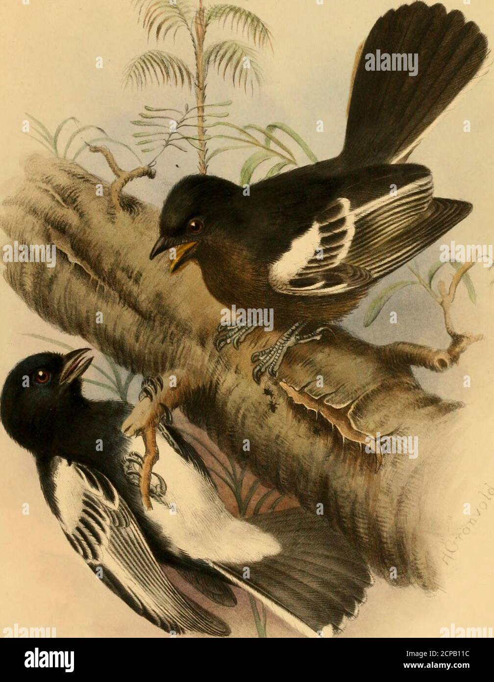 Comorensis hi-res stock photography and images - Alamy