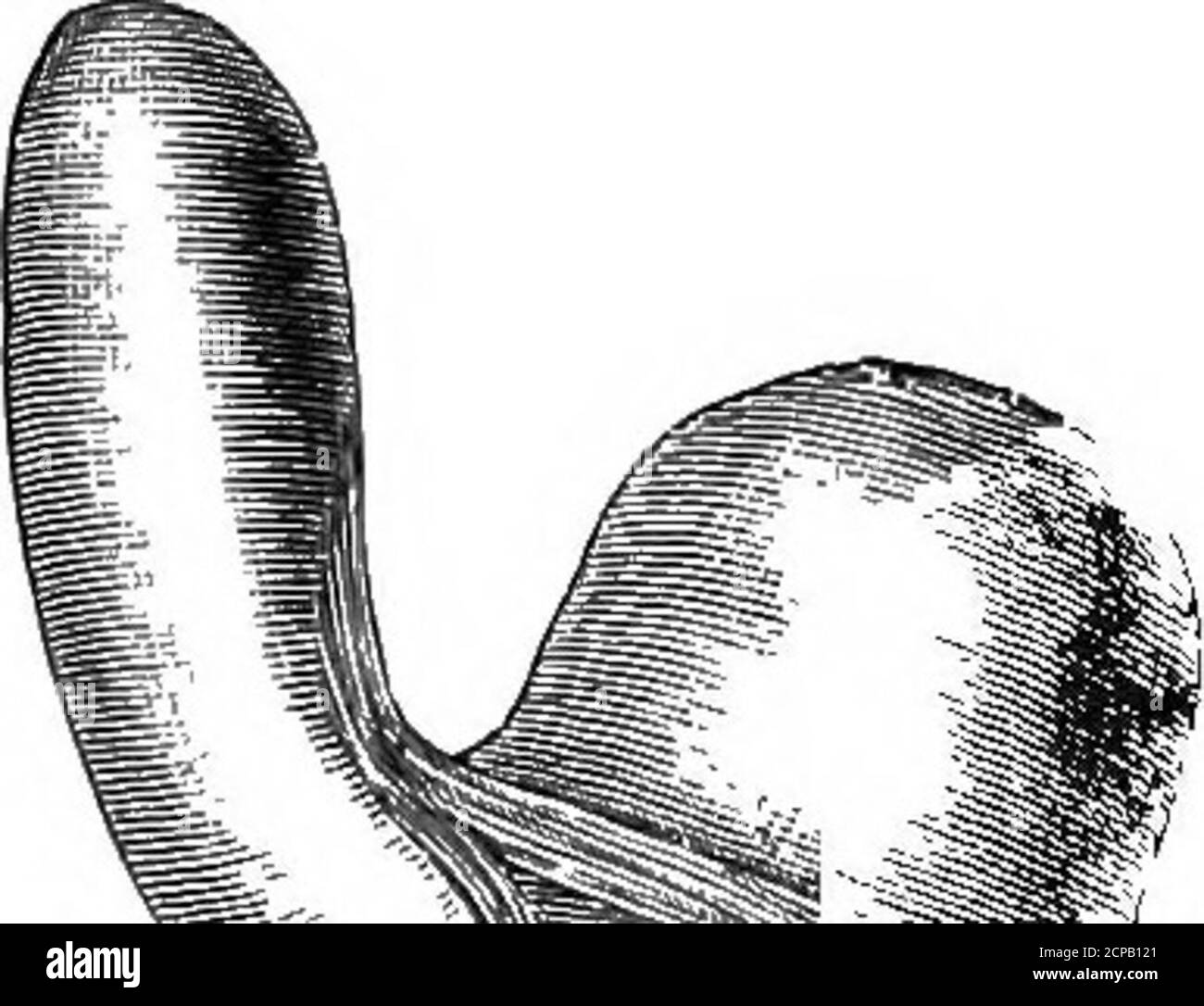 Classification of muscles hi-res stock photography and images - Alamy