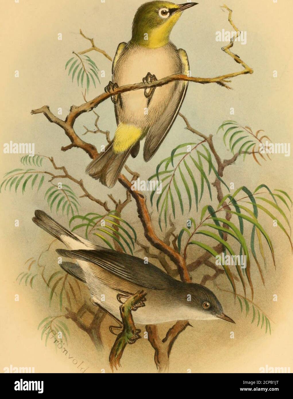 Comorensis hi-res stock photography and images - Alamy