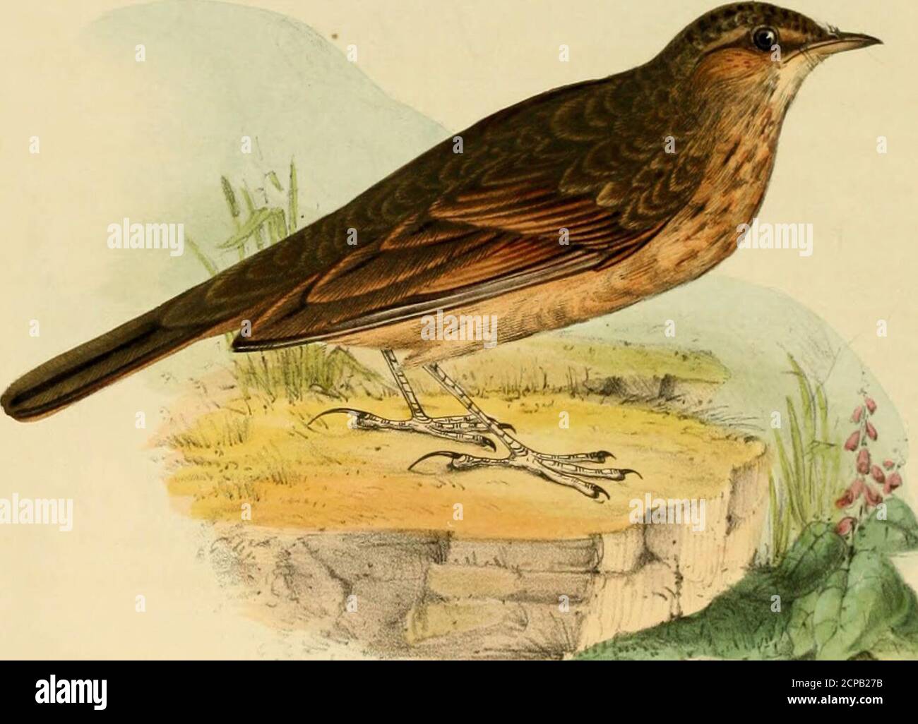 Shaheen Falcon High Resolution Stock Photography and Images - Alamy