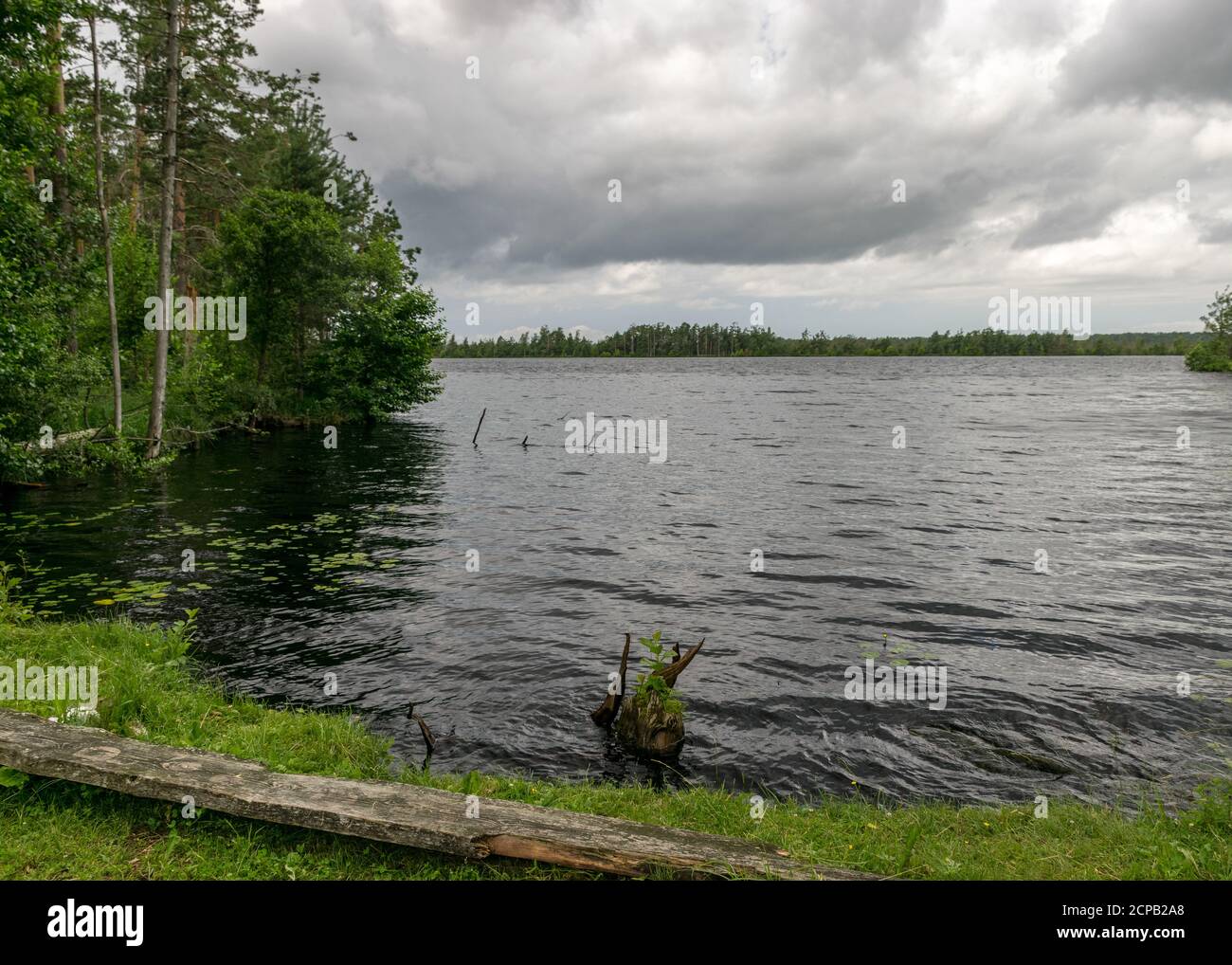 windy summer landscape from swamp lake, wind and turbulence of lake ...