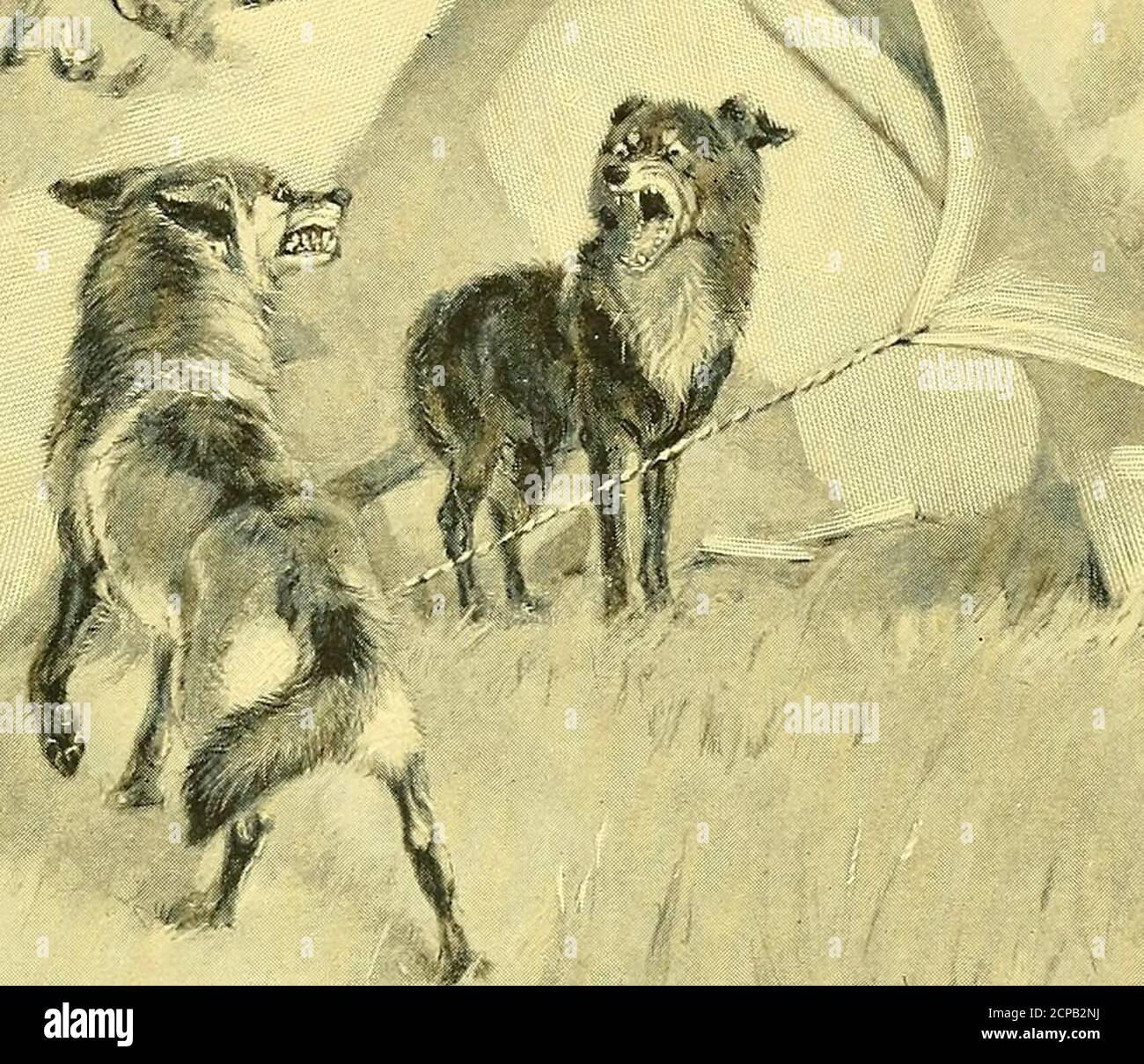 Big five drawings hi-res stock photography and images - Alamy