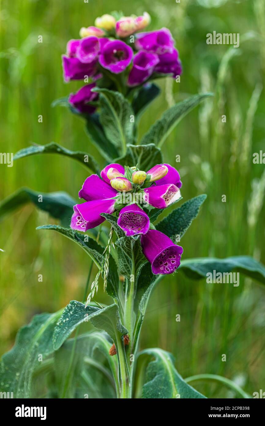 Blooming, wild growing red foxglove in the forest, Digitalis purpurea ...