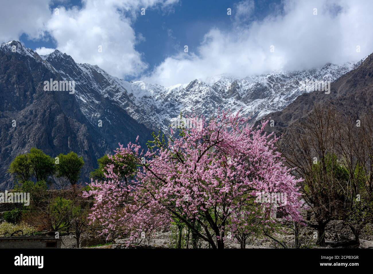 land scape photography od spring , cherry blossom and apricot blossom ...