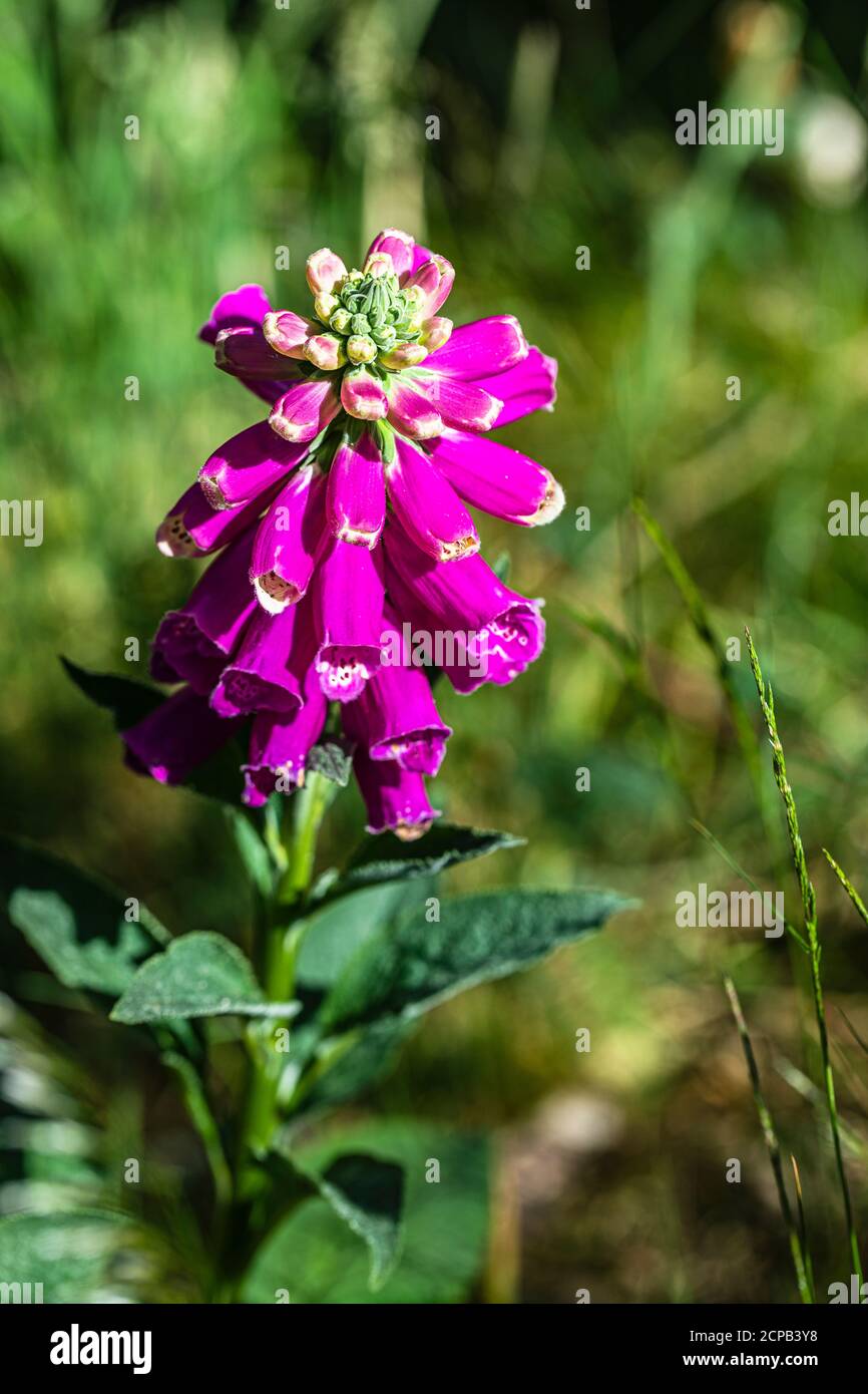 Blooming, wild growing red foxglove in the forest, Digitalis purpurea ...
